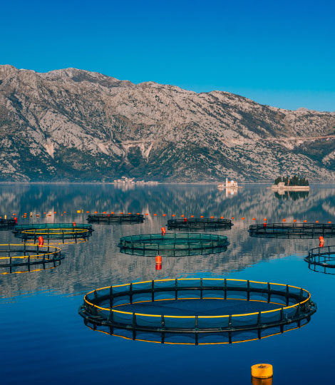 About Us - GEN Fish Farm