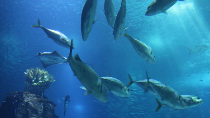 Guide To Keeping Freshwater Sword Tails - GEN Fish Farm