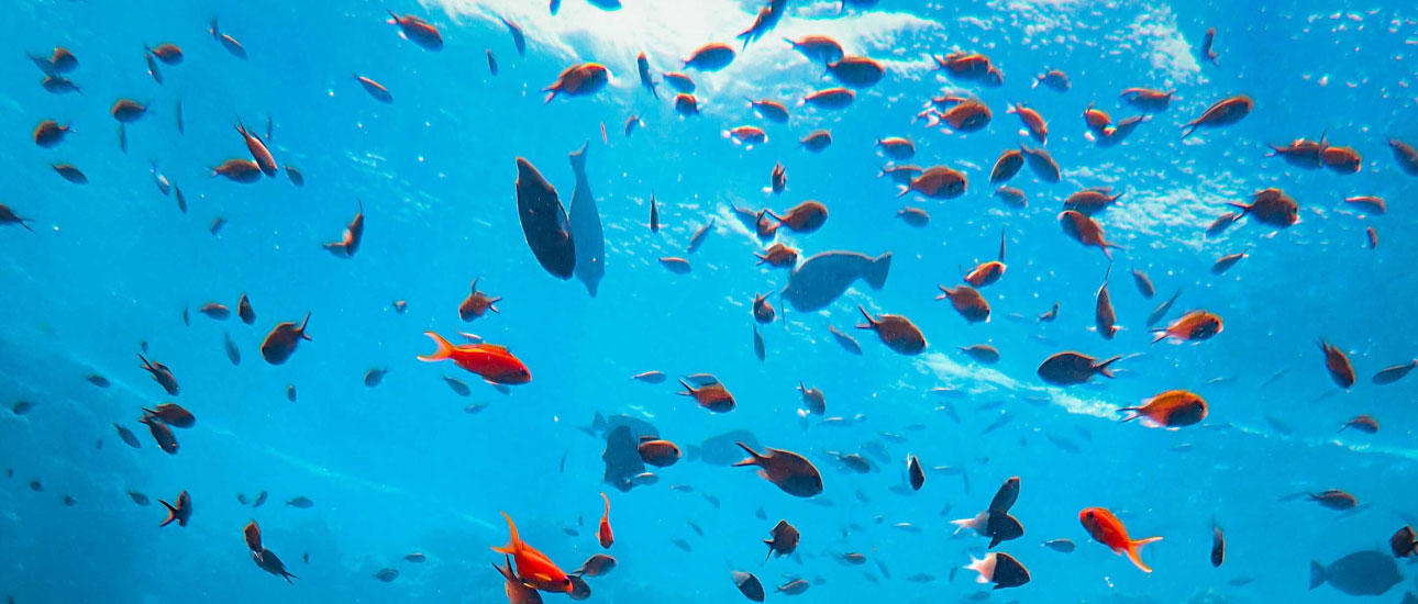 Project Details - GEN Fish Farm