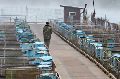 Aquatic Plant - GEN Fish Farm